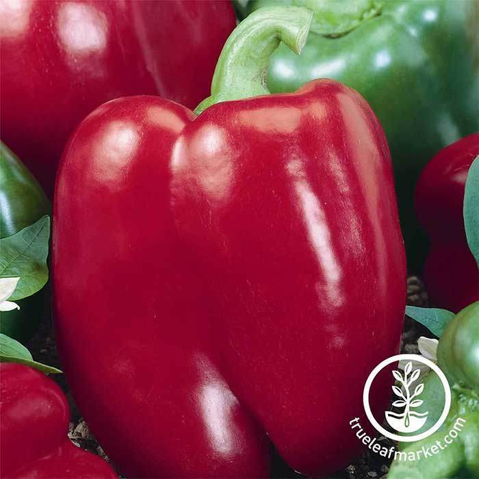 Pepper Seeds - Sweet - Big Red – Raised.Bed_UAE